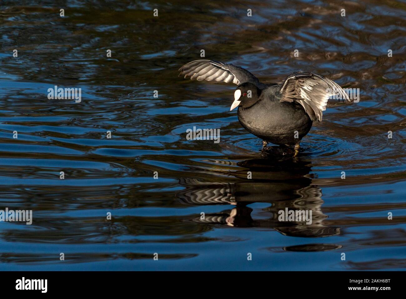 Coot with open wings hi-res stock photography and images - Alamy