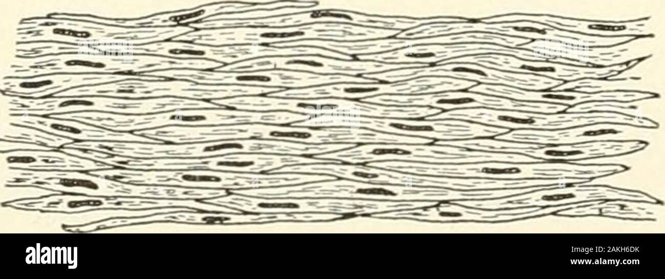 Rod shaped cells hi-res stock photography and images - Alamy