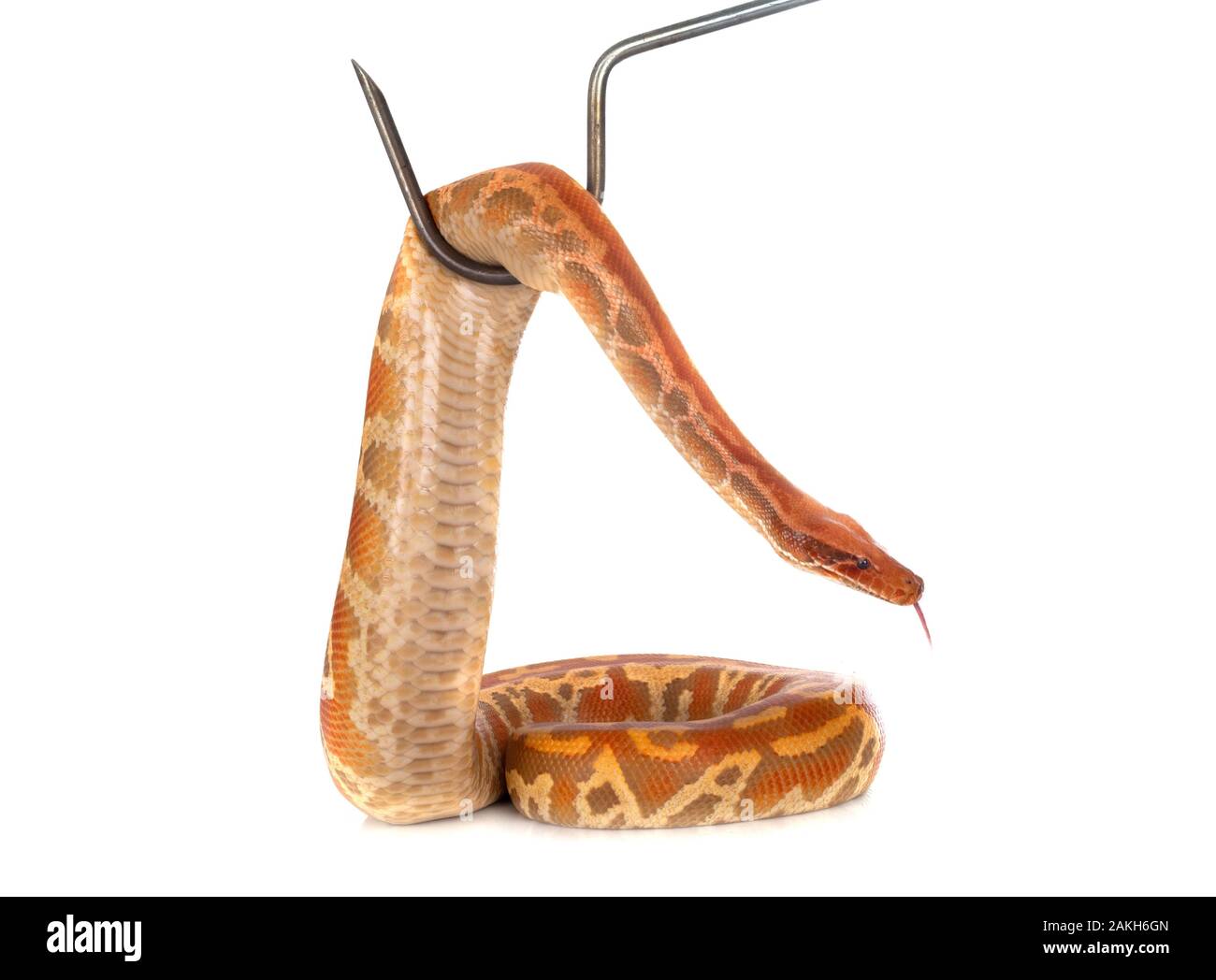 Python brongersmai in front of white background Stock Photo - Alamy