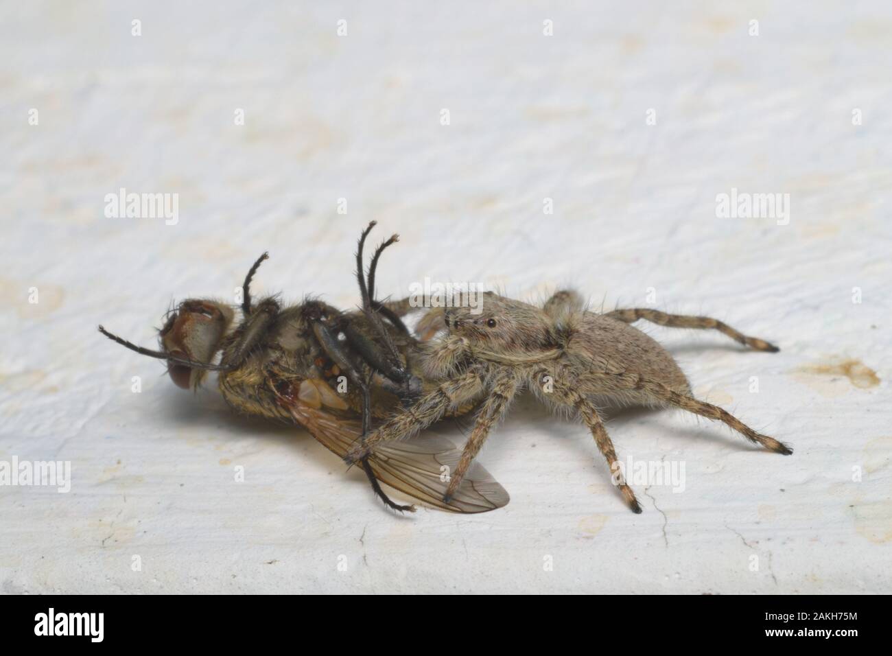 Jumping spider eating insect hi-res stock photography and images - Alamy