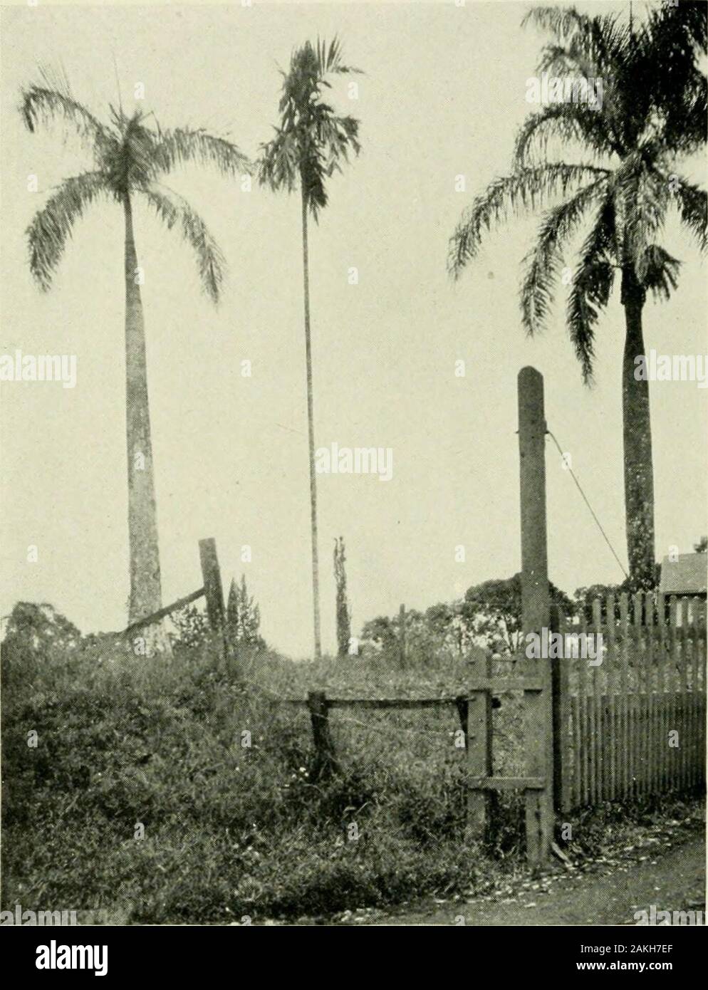 Pili grass hi-res stock photography and images - Alamy