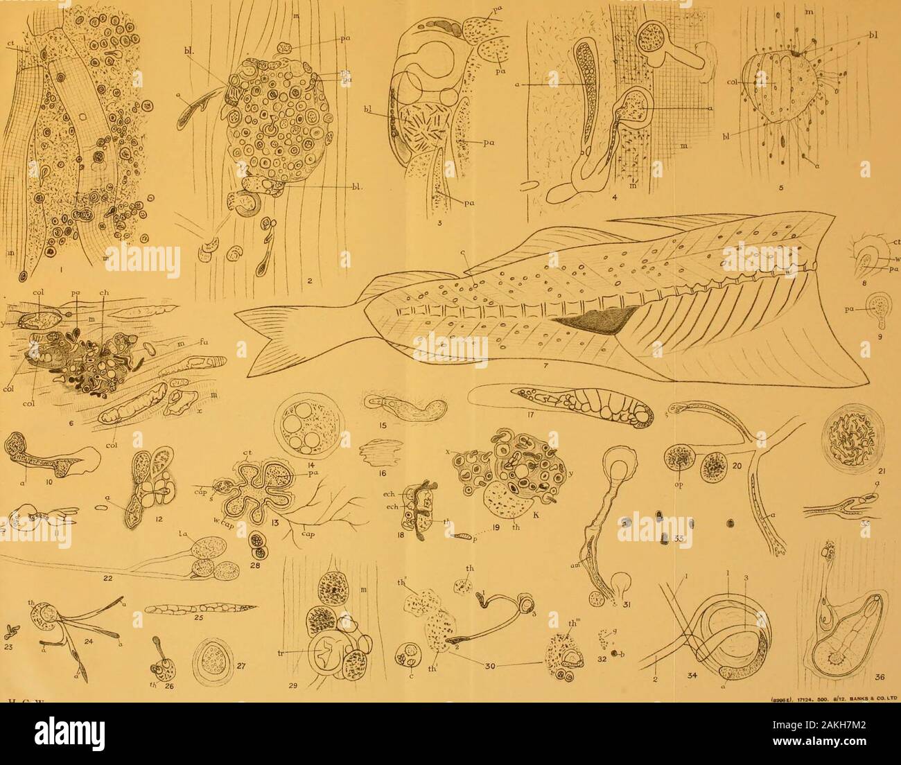 Scientific investigations . e in kidney. Empty chnmber measuring 12mm ...