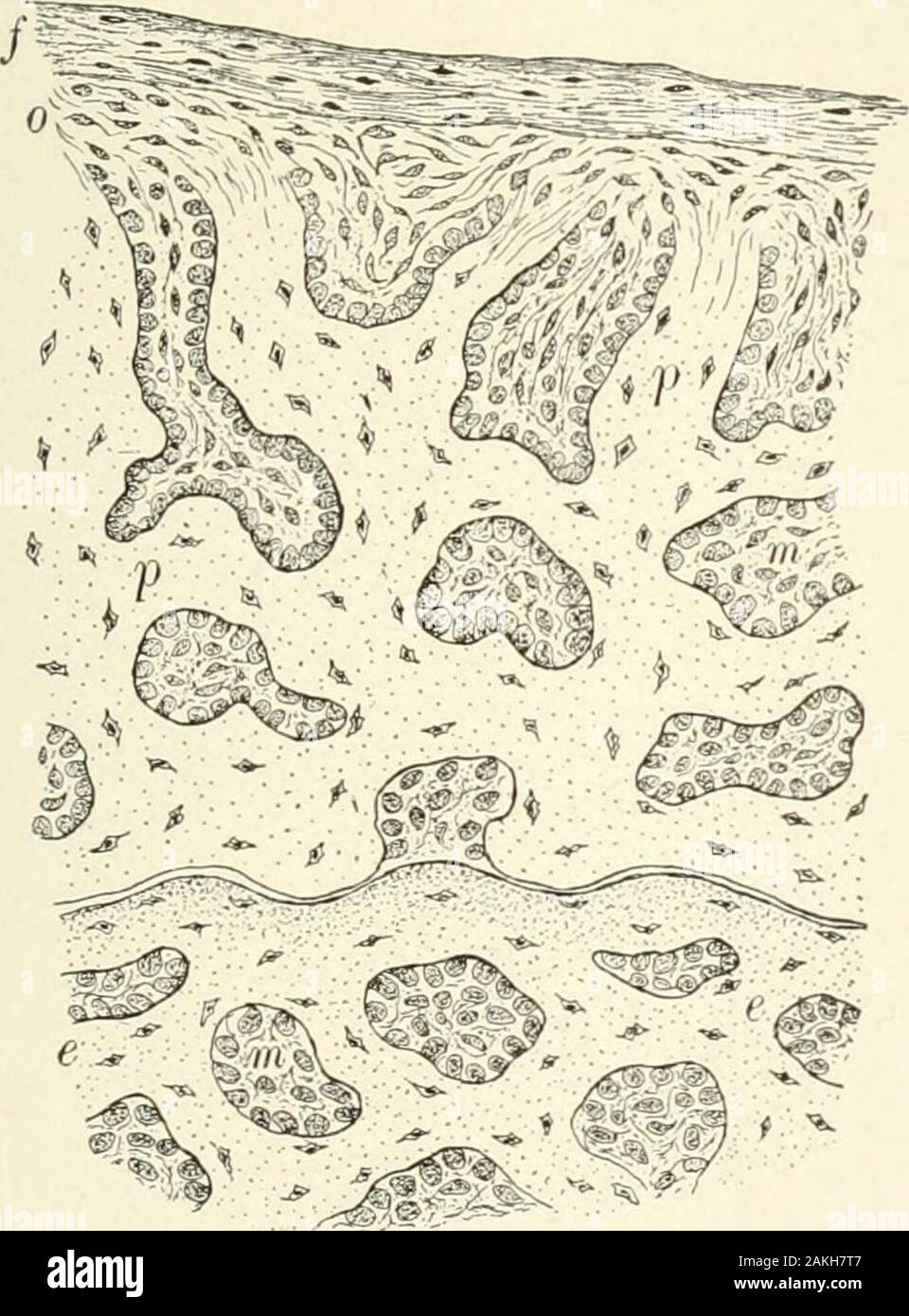 Normal Trabecular Bone Histology