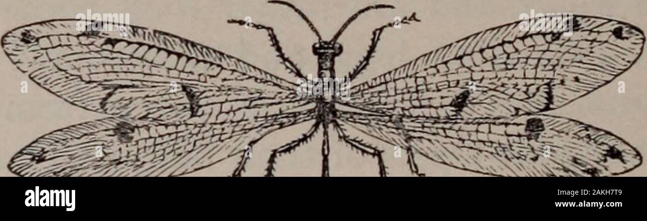 Natural history of animals; . Fig. 334- Fig, 335- Larva and perfect ...