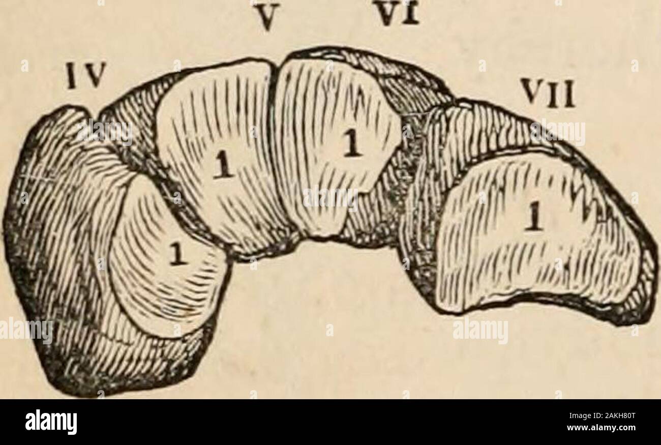 Outlines of comparative physiology touching the structure and ...