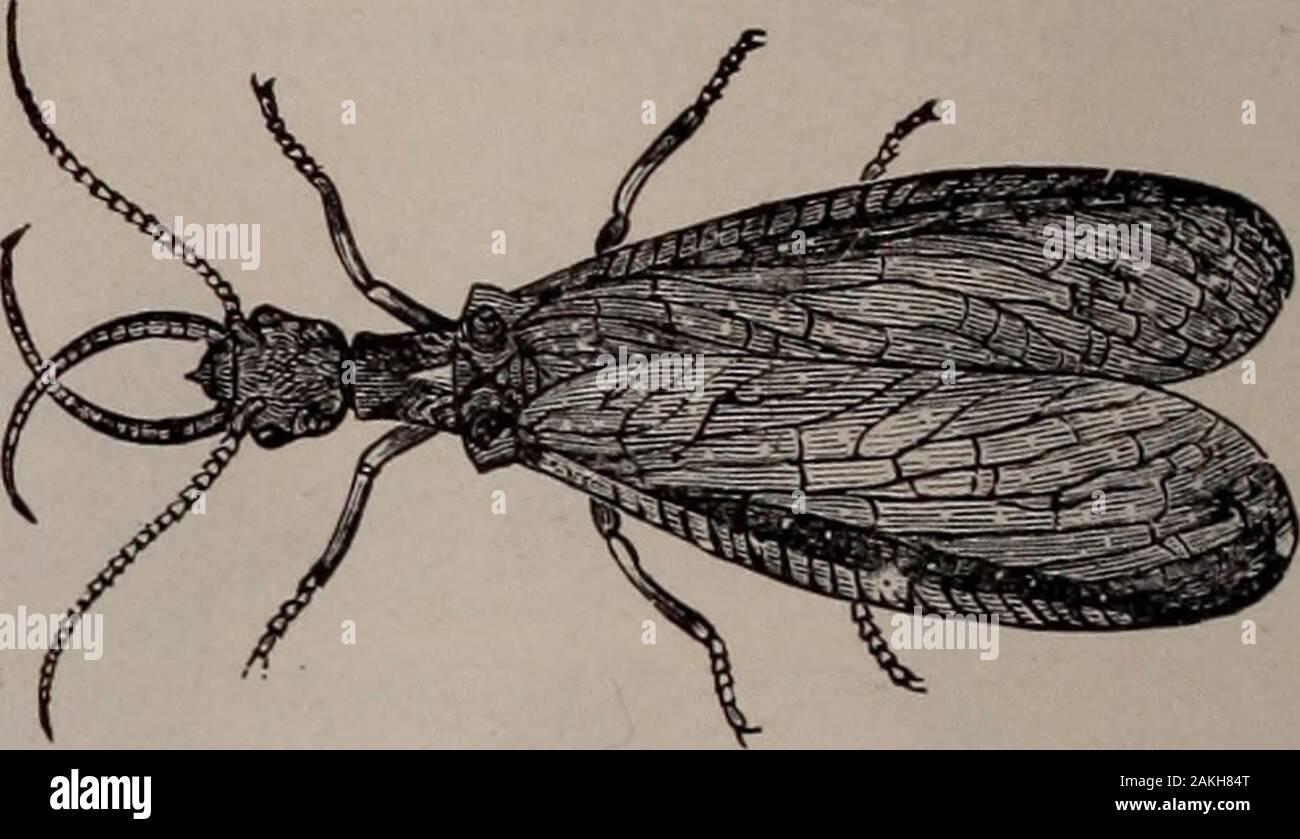 Natural history of animals; . Fig. 334- Fig, 335- Larva and perfect ...