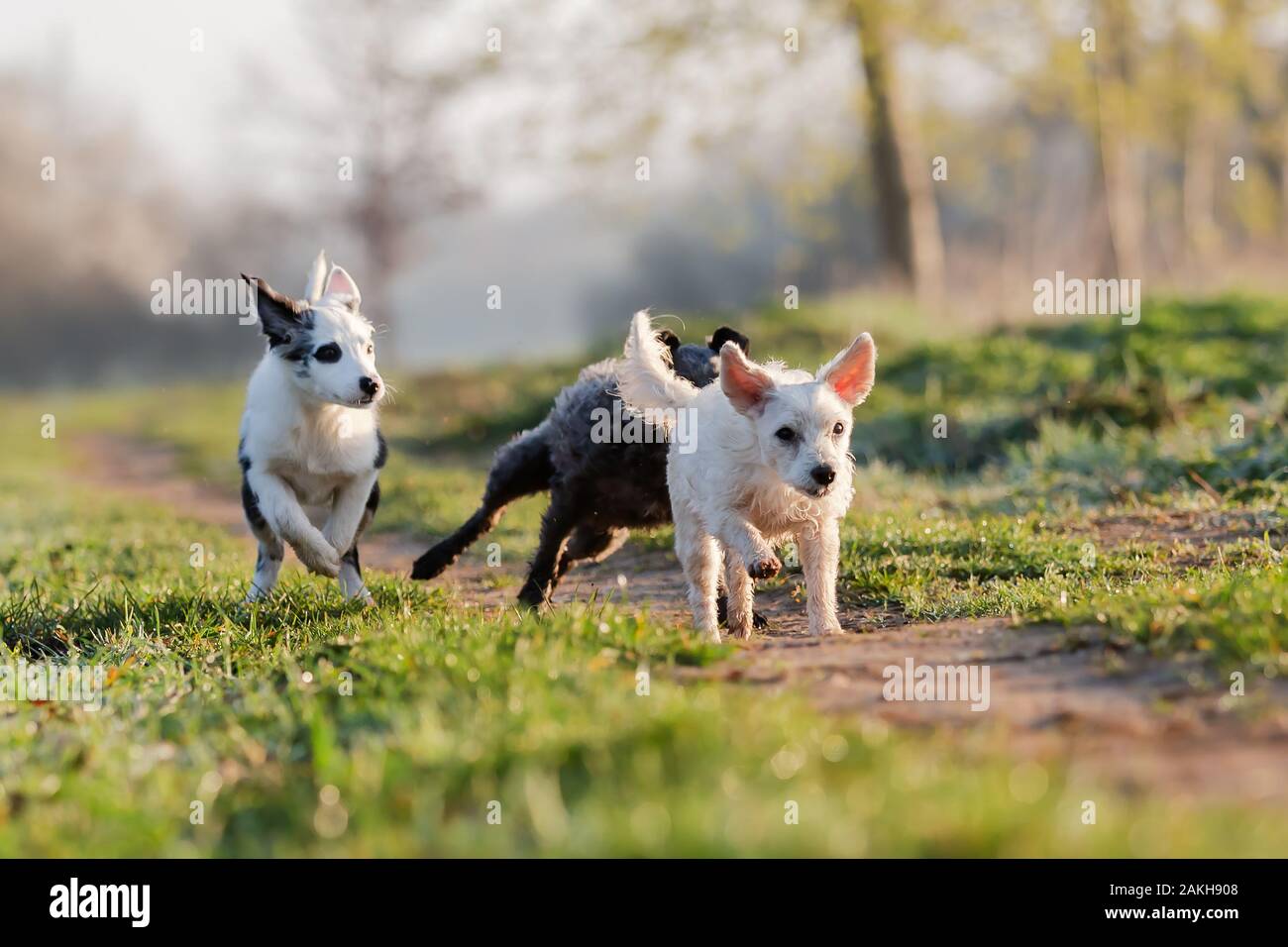 Small dogs running hi-res stock photography and images - Alamy