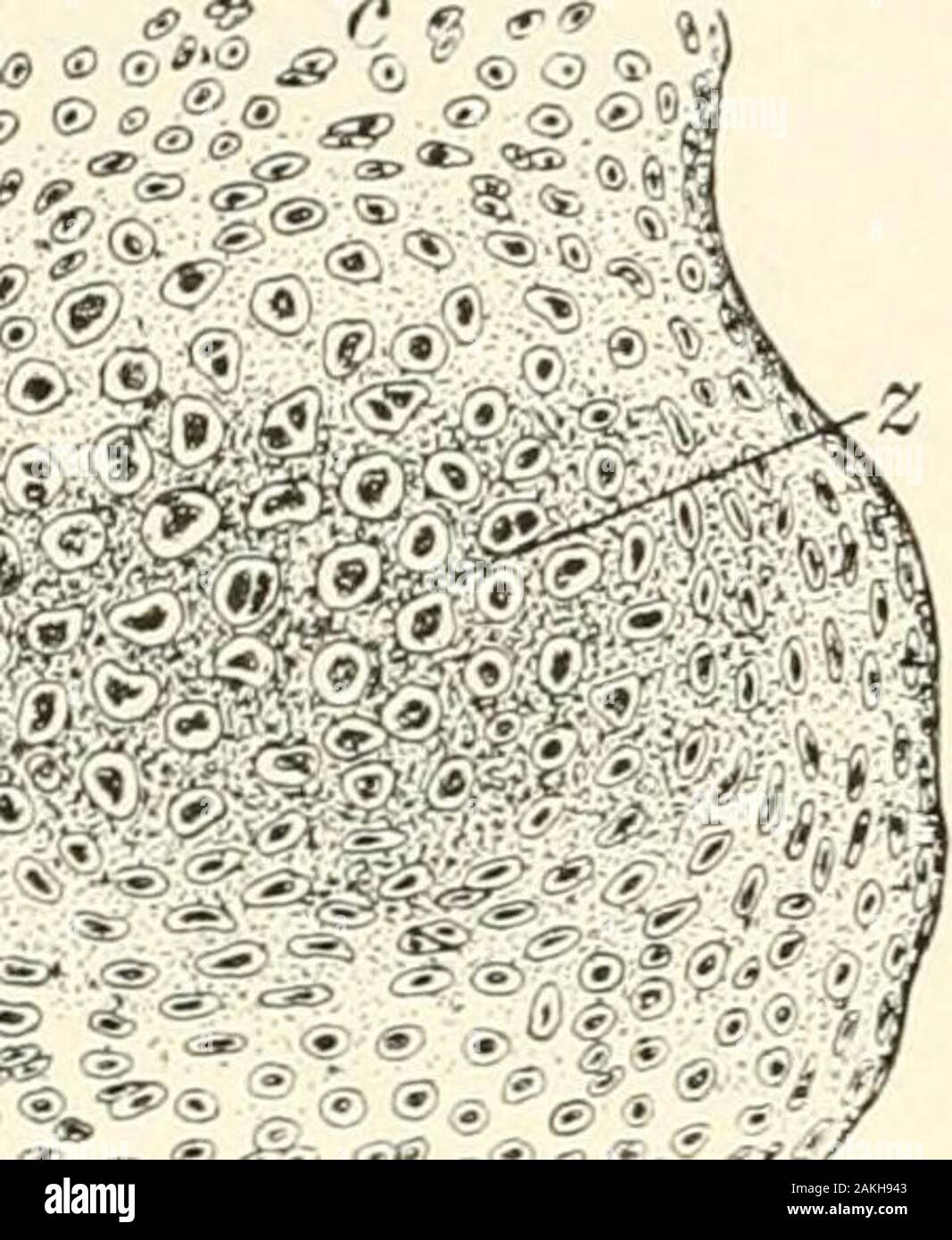 Normal bone matrix hi-res stock photography and images - Alamy