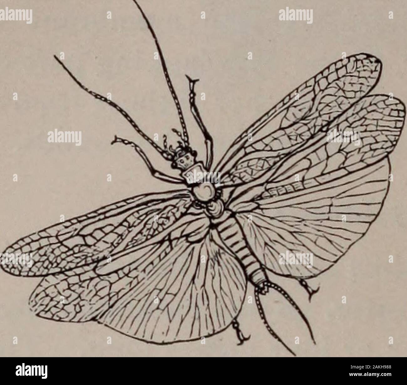Natural history of animals; . Fig. 330. — Clouded Locust. in this group ...