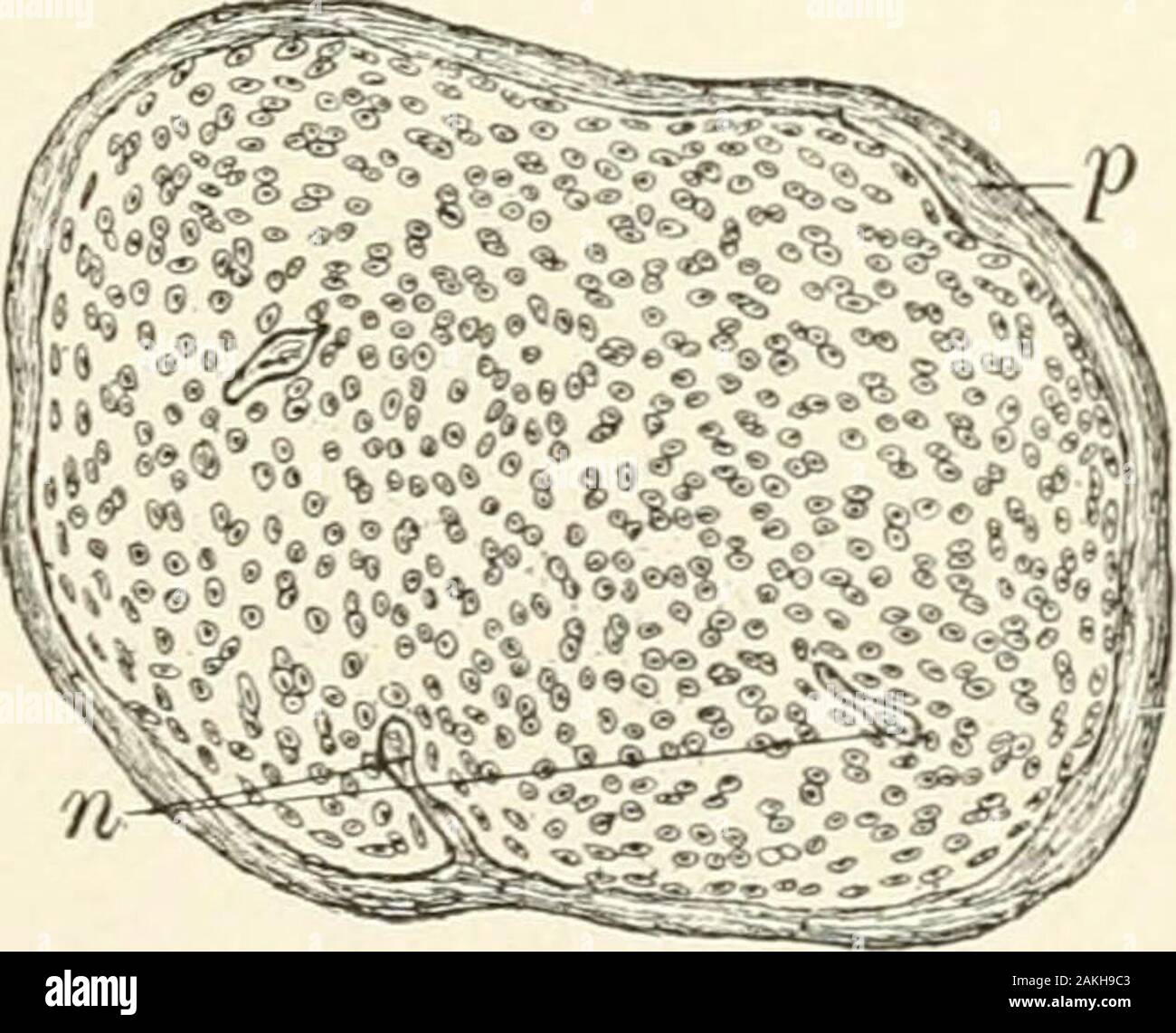 Embryonal tissues hi-res stock photography and images - Alamy