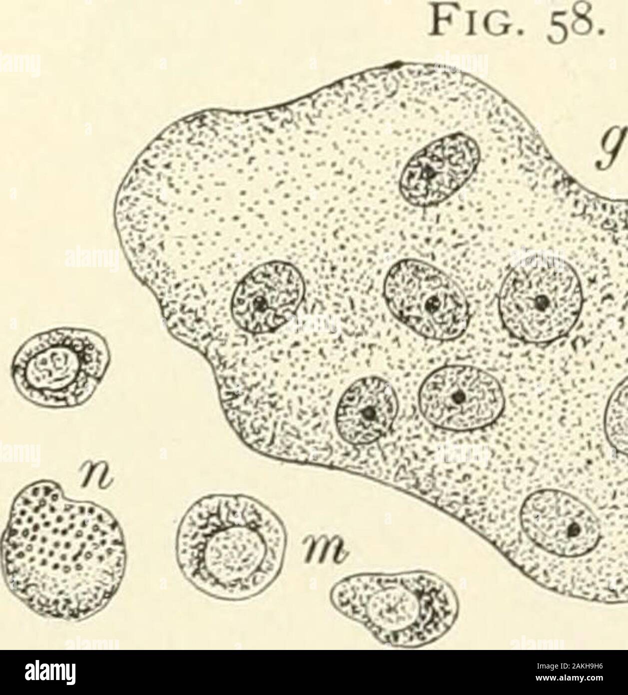 Marrow spaces hi-res stock photography and images - Alamy