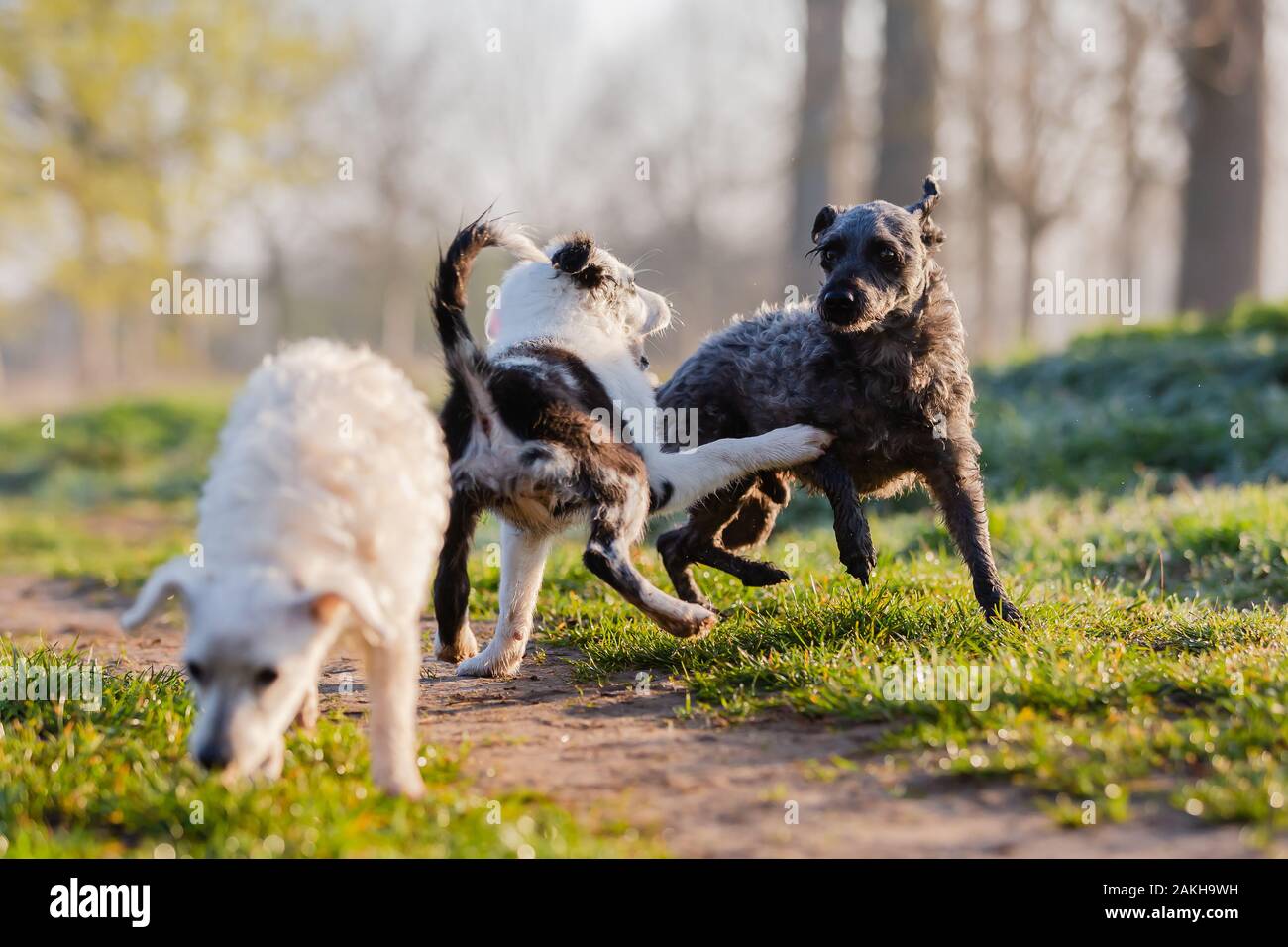 three cute small dogs playing on a field path Stock Photo - Alamy