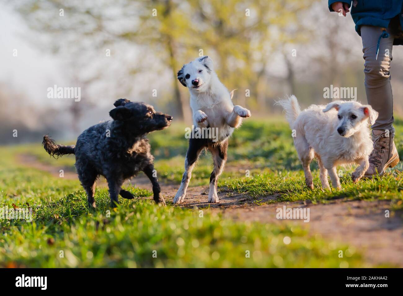 picture of a person with three small dogs on a field path Stock Photo ...