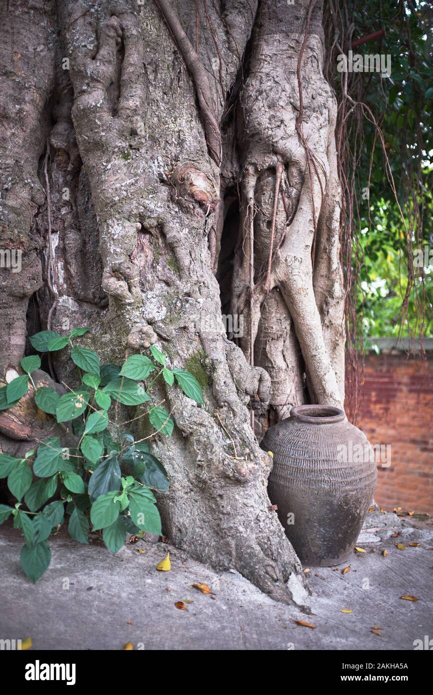 Pottery and tree trunk Stock Photo - Alamy
