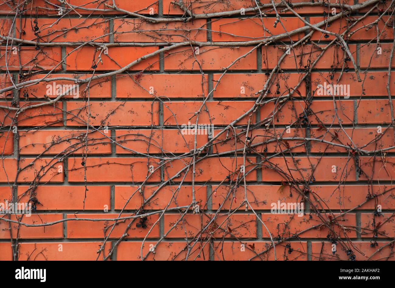 The background and texture of the red brick wall, with dry creeping ...