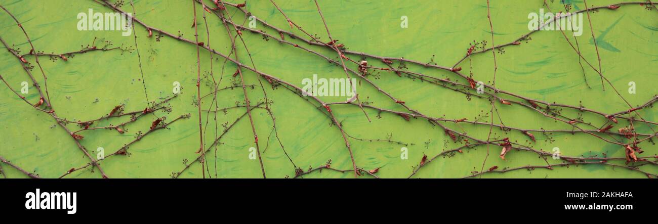 Metallic wall background, texture, colored in green color with the ...