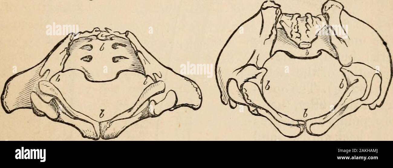 Outlines of comparative physiology touching the structure and ...