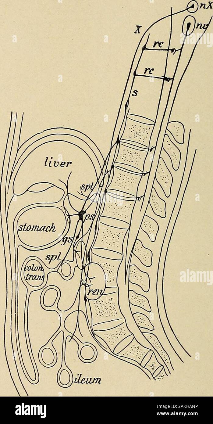 Diseases of the nervous system : a text-book of neurology and ...