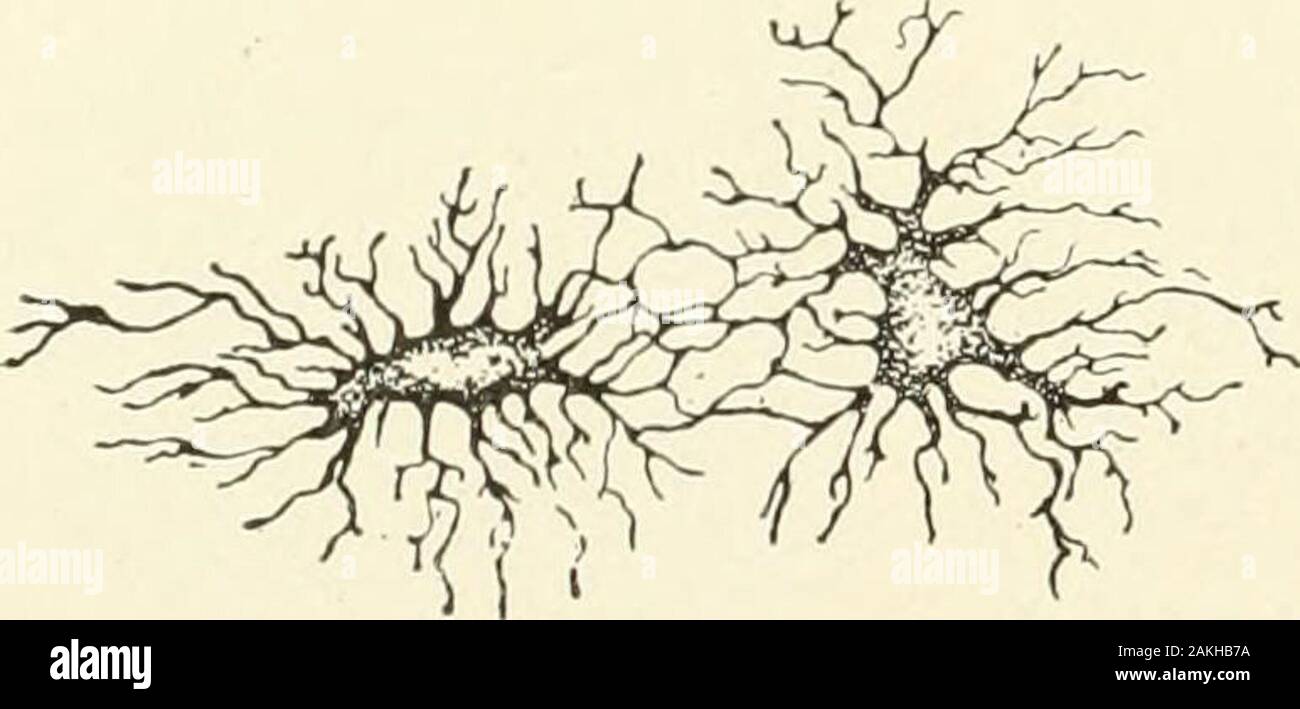 Normal bone matrix hi-res stock photography and images - Alamy
