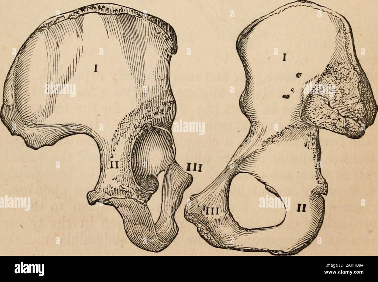 Outlines of comparative physiology touching the structure and ...