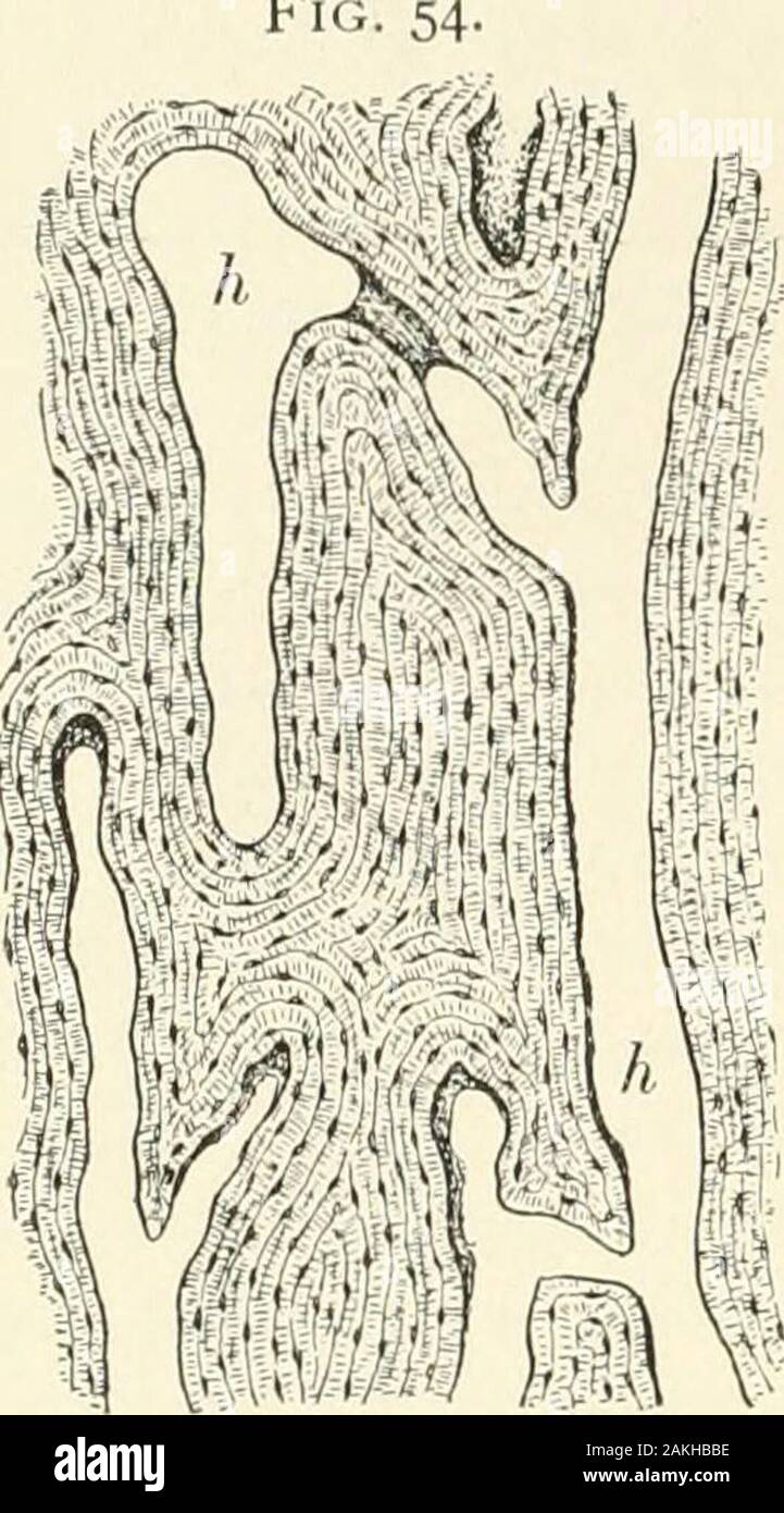 Longitudinal section of bone hi-res stock photography and images - Alamy