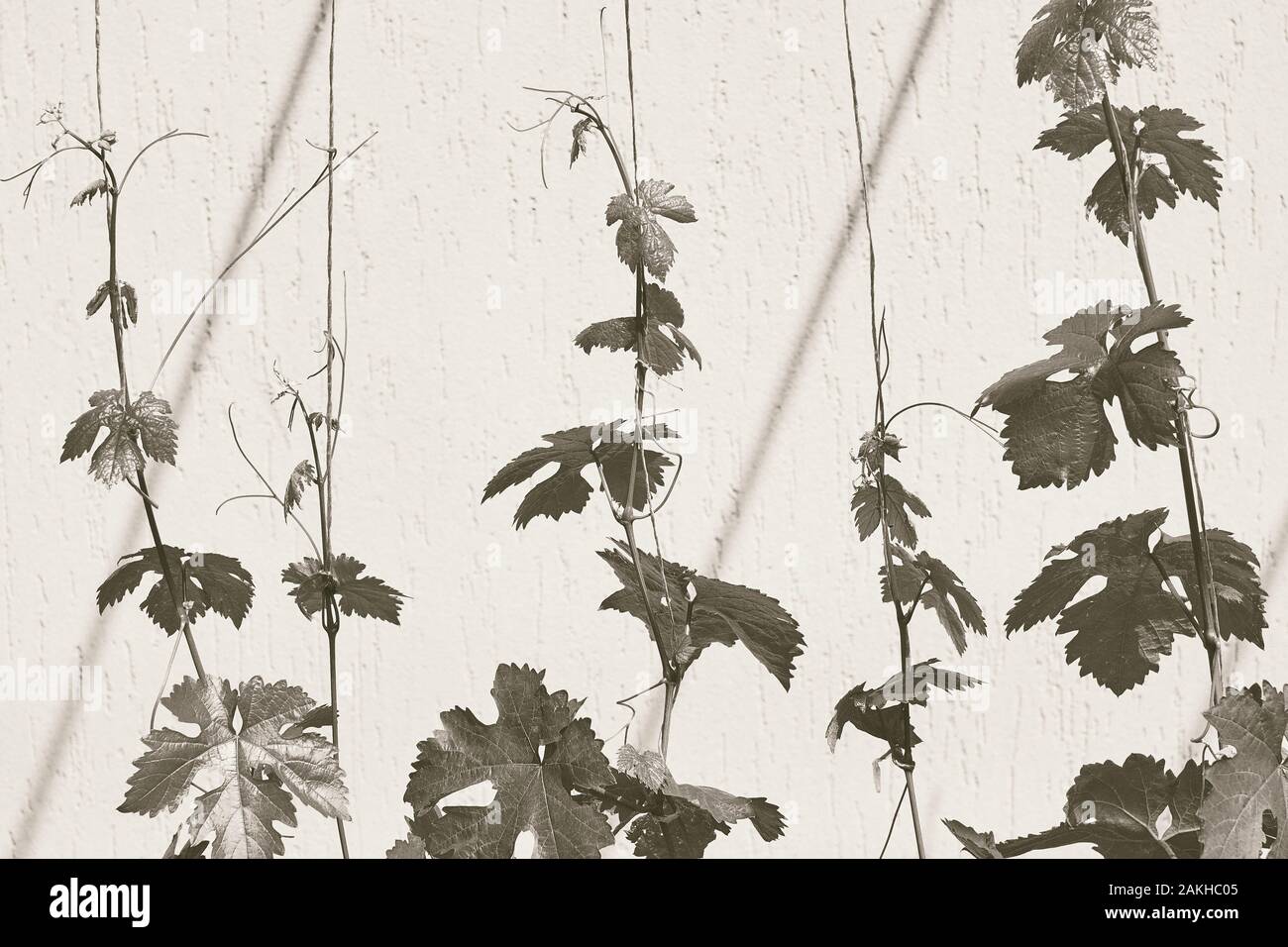 Grape Vine Training System High Resolution Stock Photography and Images ...