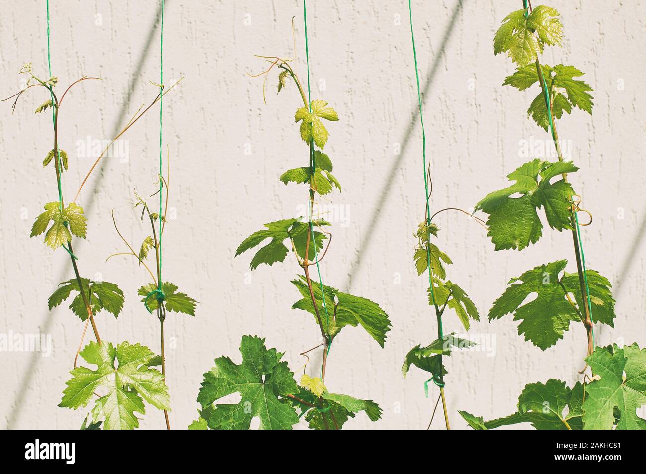 Young fresh grape vine shoot or sprouts attached to the wire of a vine ...