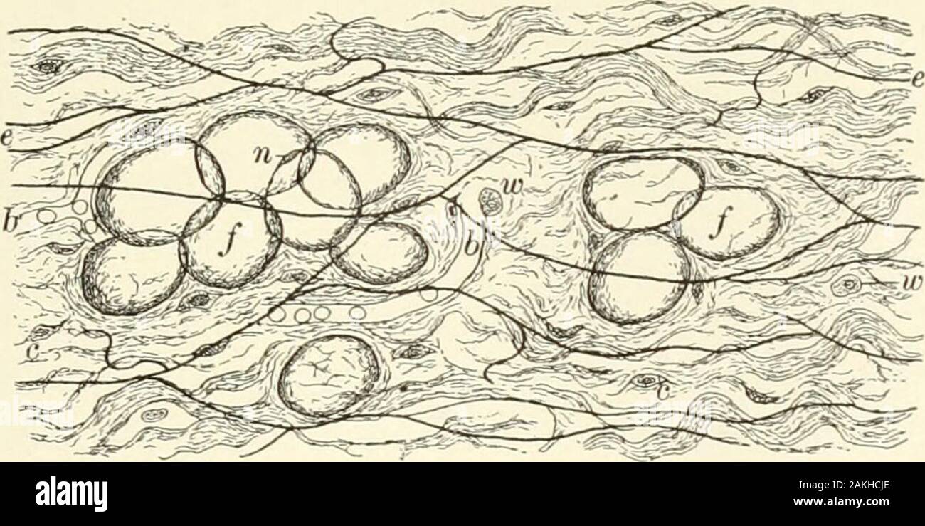 Cell histology normal hi-res stock photography and images - Alamy