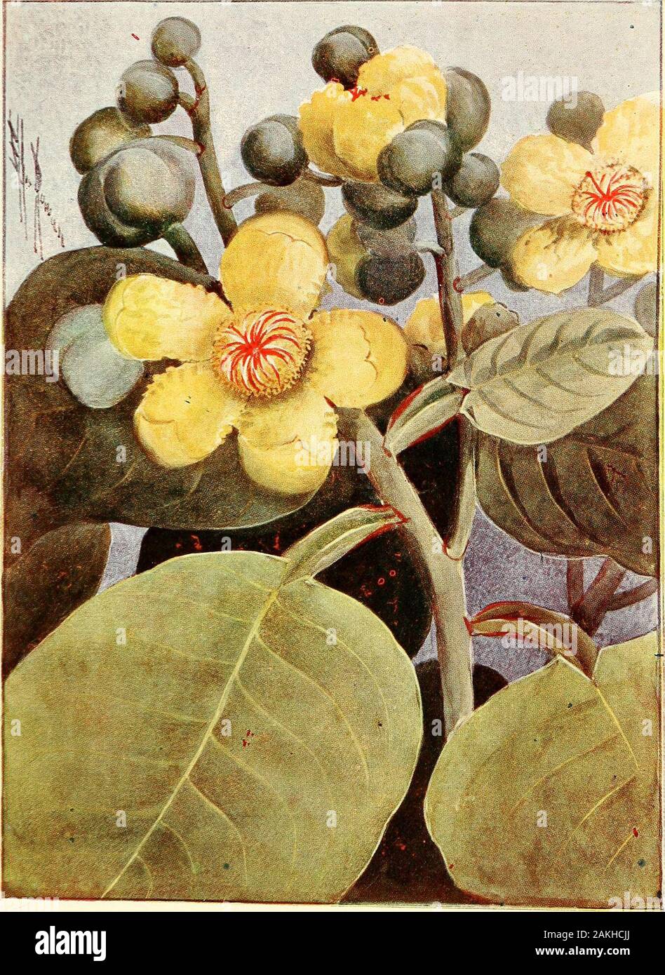 Comprehensive catalogue of Queensland plants, both indigenous and ...