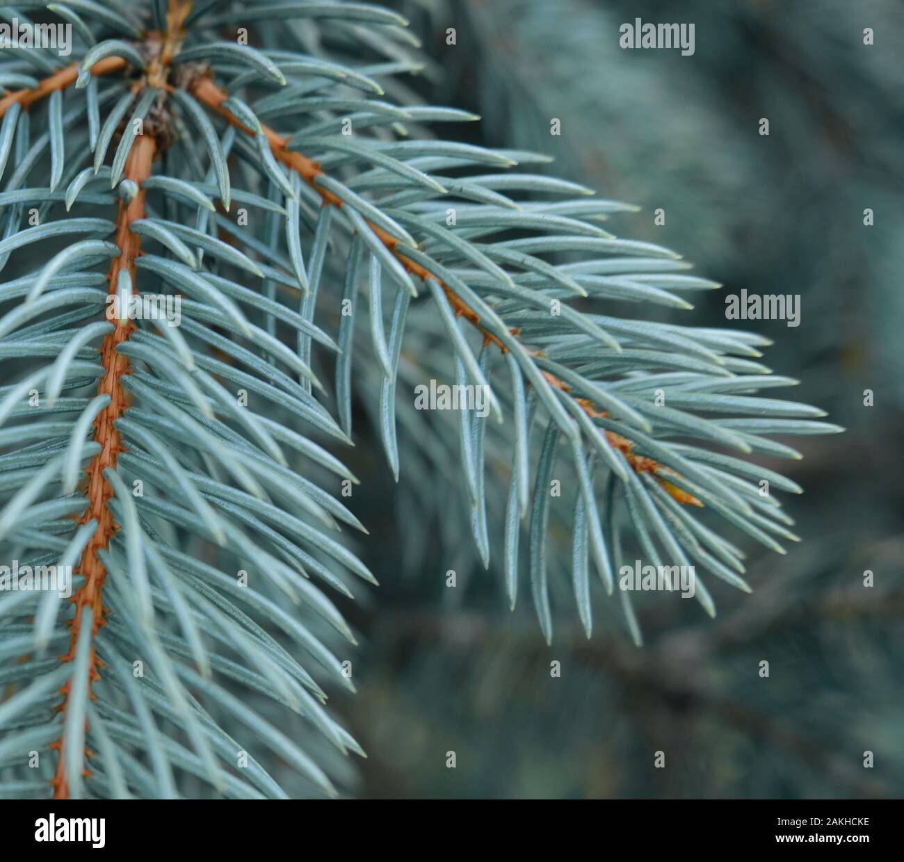 Spruce needles hi-res stock photography and images - Alamy