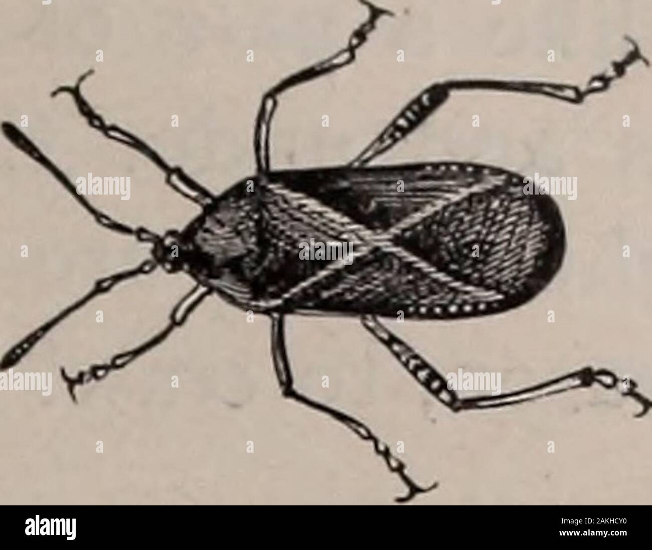 Natural history of animals; . Fig. 321. —Scorpion Bug, or Nepa. Fig ...