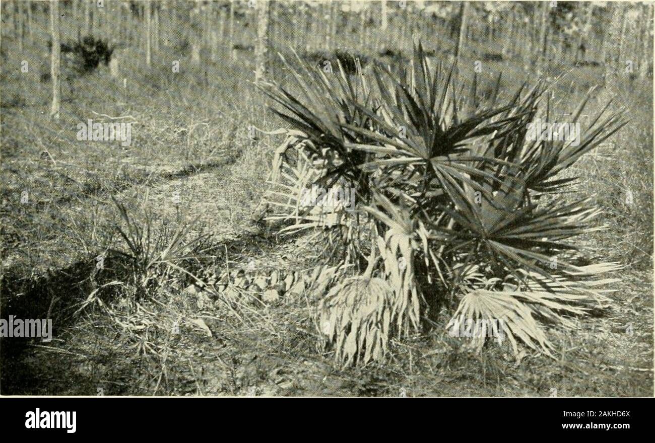 Indian shell mounds hi-res stock photography and images - Alamy