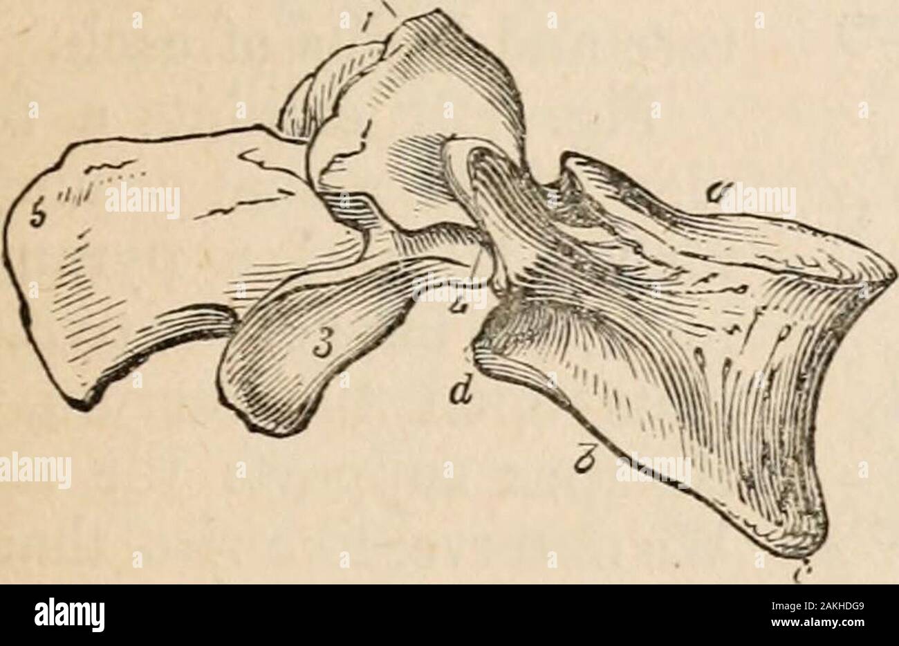 Fifth lumbar vertebra hi-res stock photography and images - Alamy