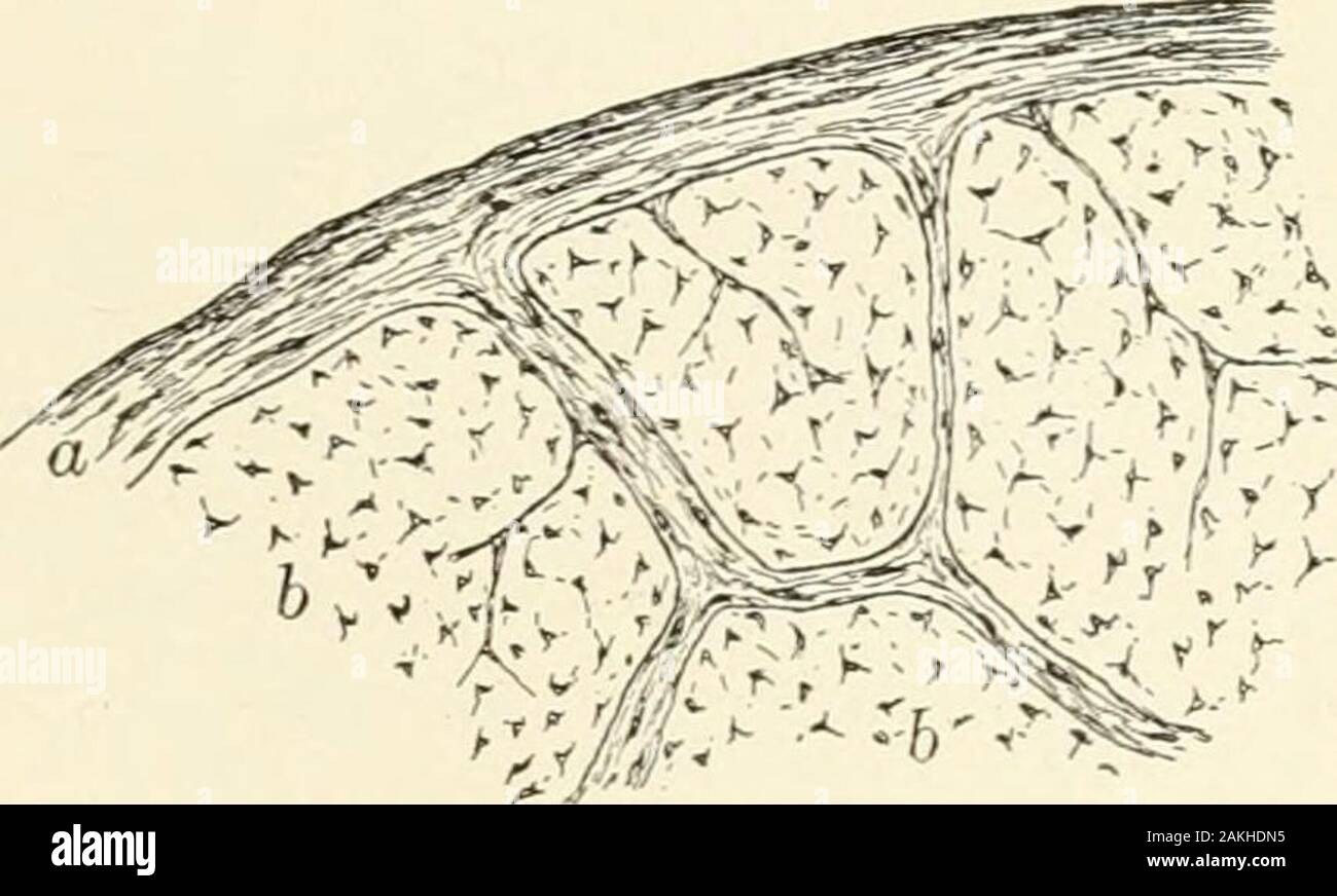 White Fibrous Connective Tissue Labeled Textbook Of Normal Histology: