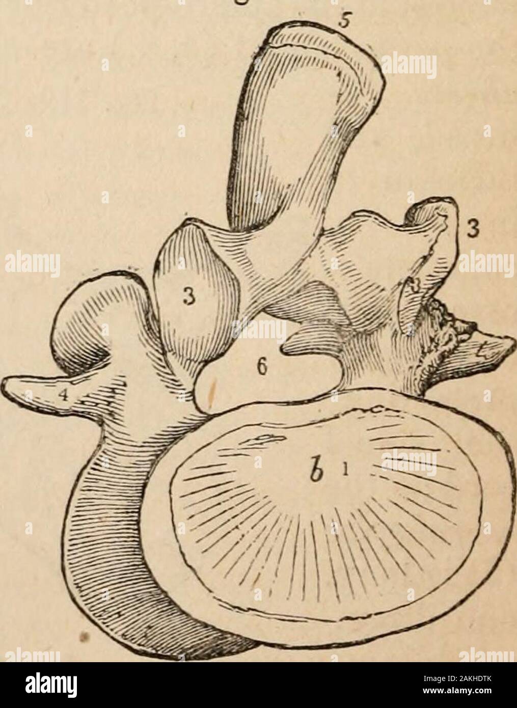 Fifth lumbar vertebra hi-res stock photography and images - Alamy