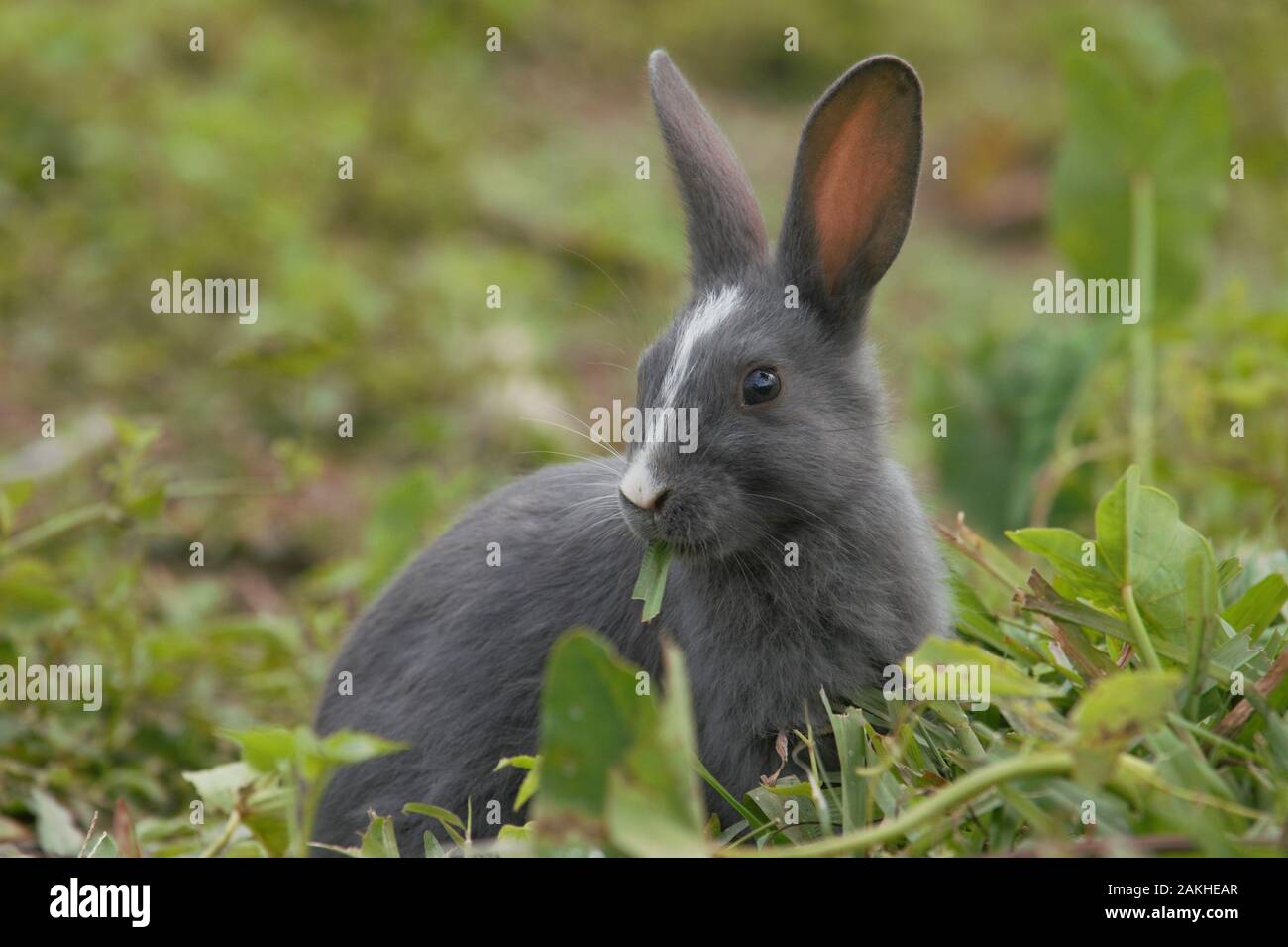 Indian rabbit hi-res stock photography and images - Alamy