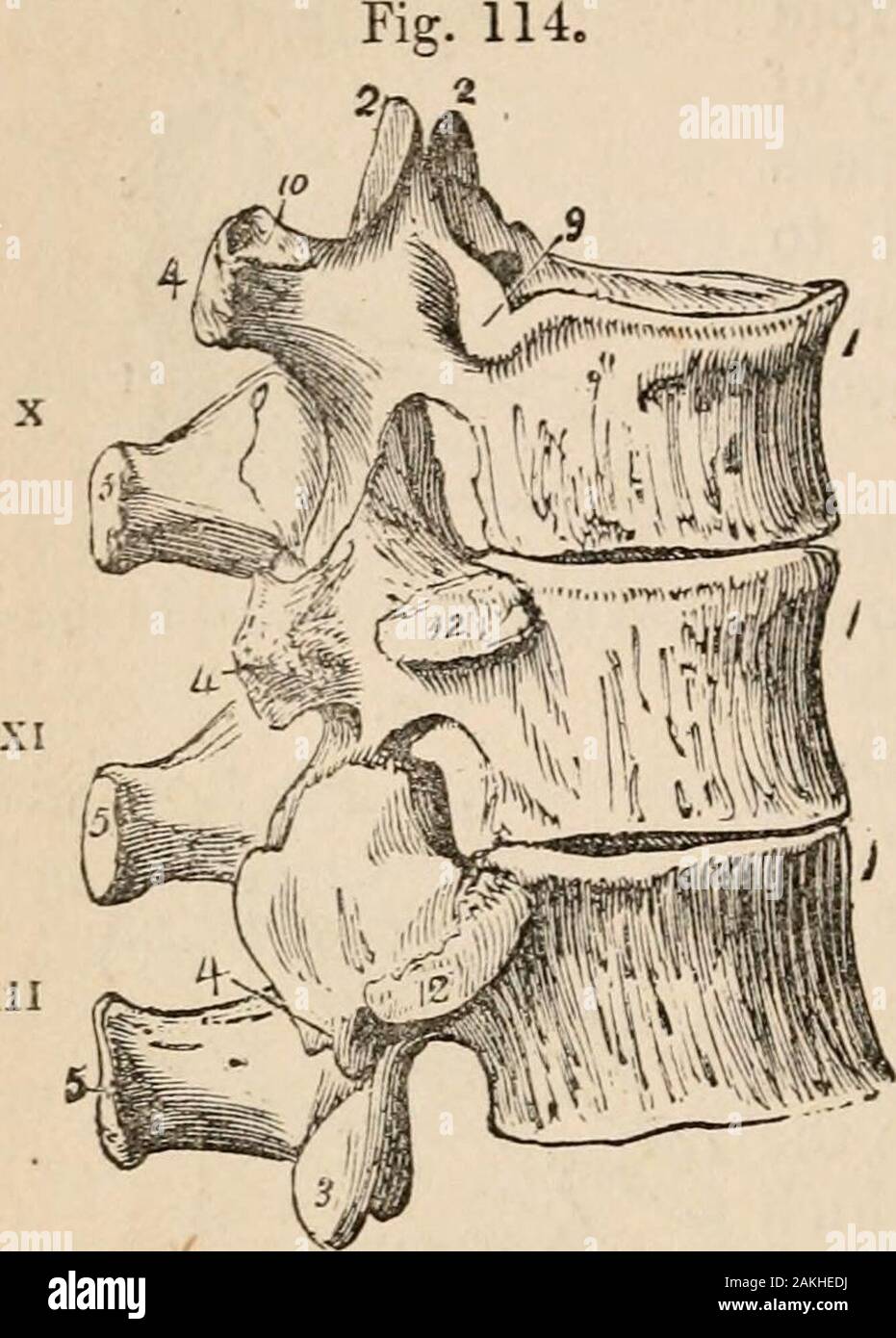 Apophyses hi-res stock photography and images - Alamy