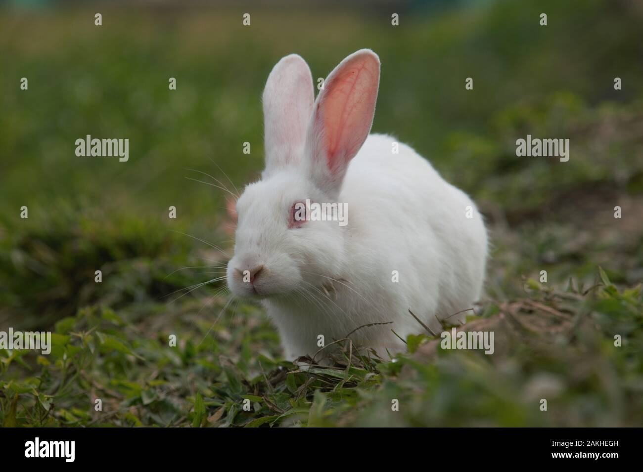 Indian rabbit hi-res stock photography and images - Alamy