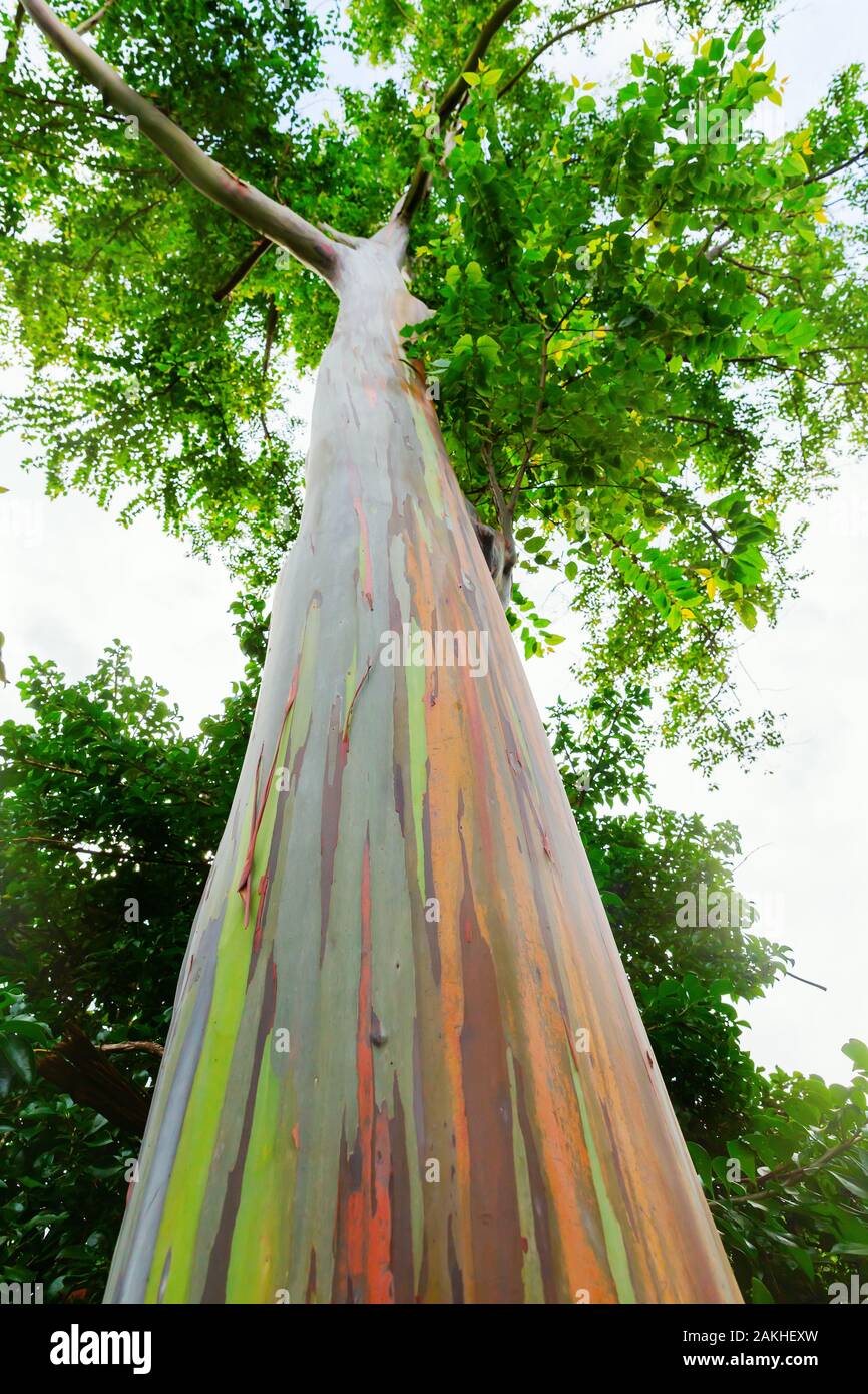 Deglupta hi-res stock photography and images - Alamy