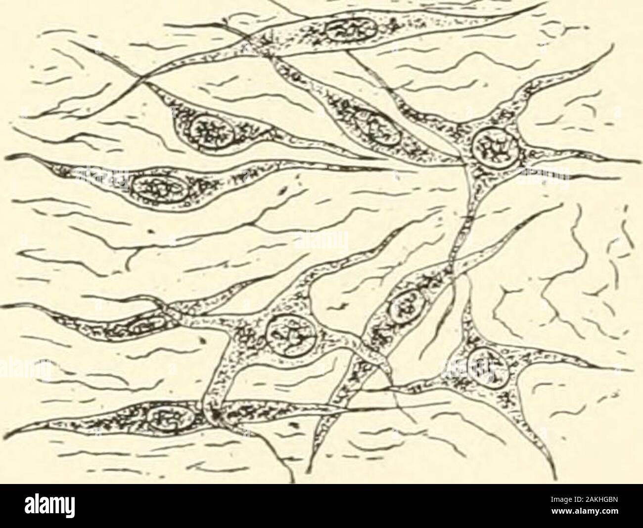 Areolar Connective Tissues High Resolution Stock Photography and Images ...