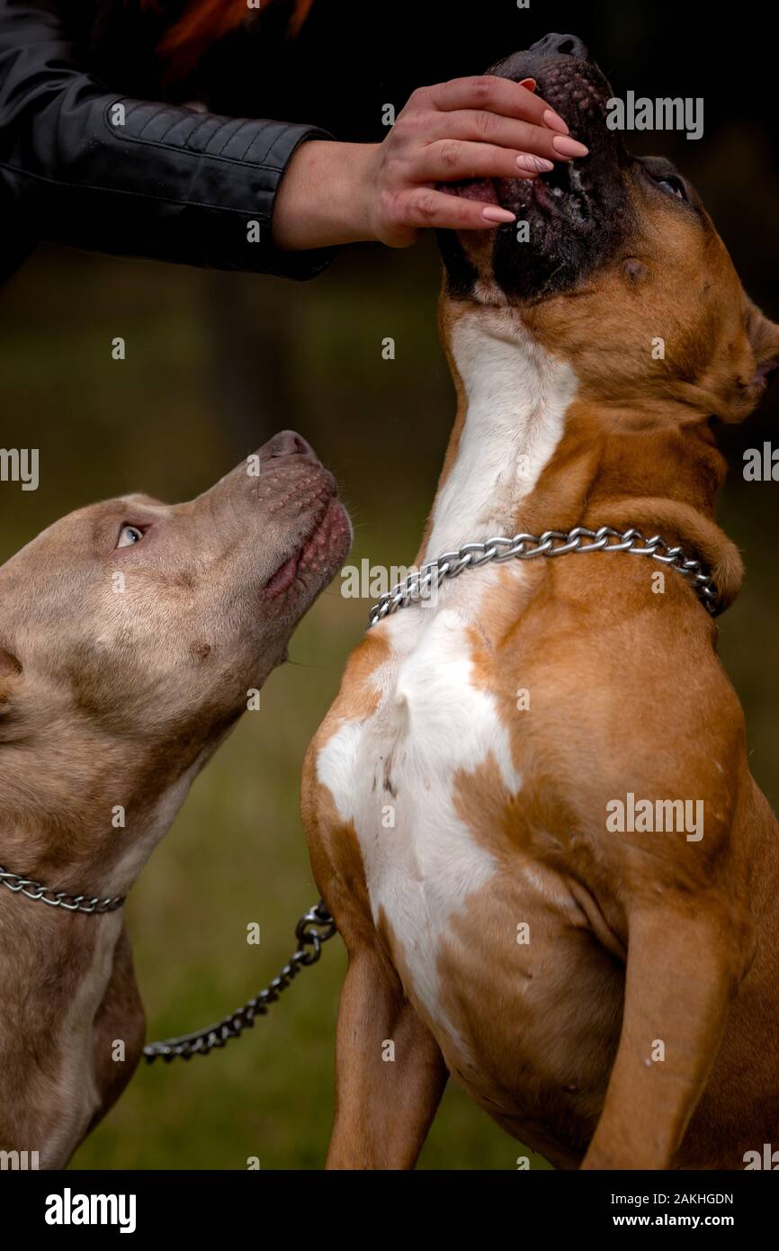 Strong and beautiful American staffordshire terrier male portrait ...