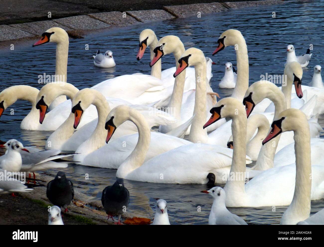 Swans gardens hi-res stock photography and images - Alamy