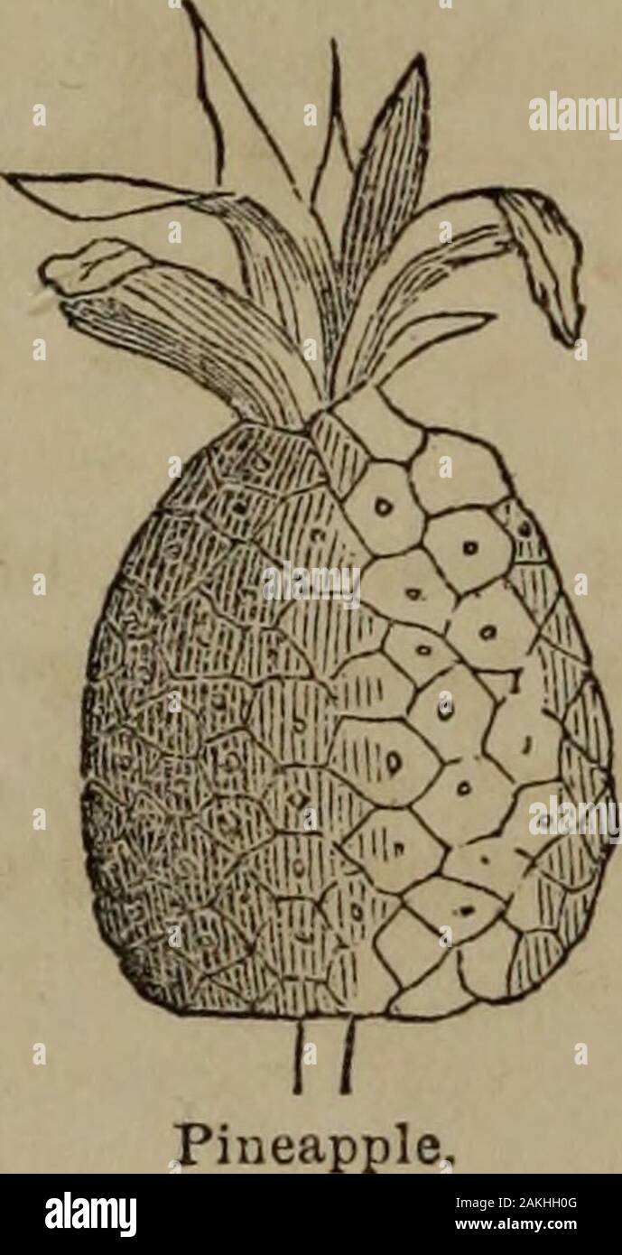 Silicle hi-res stock photography and images - Alamy