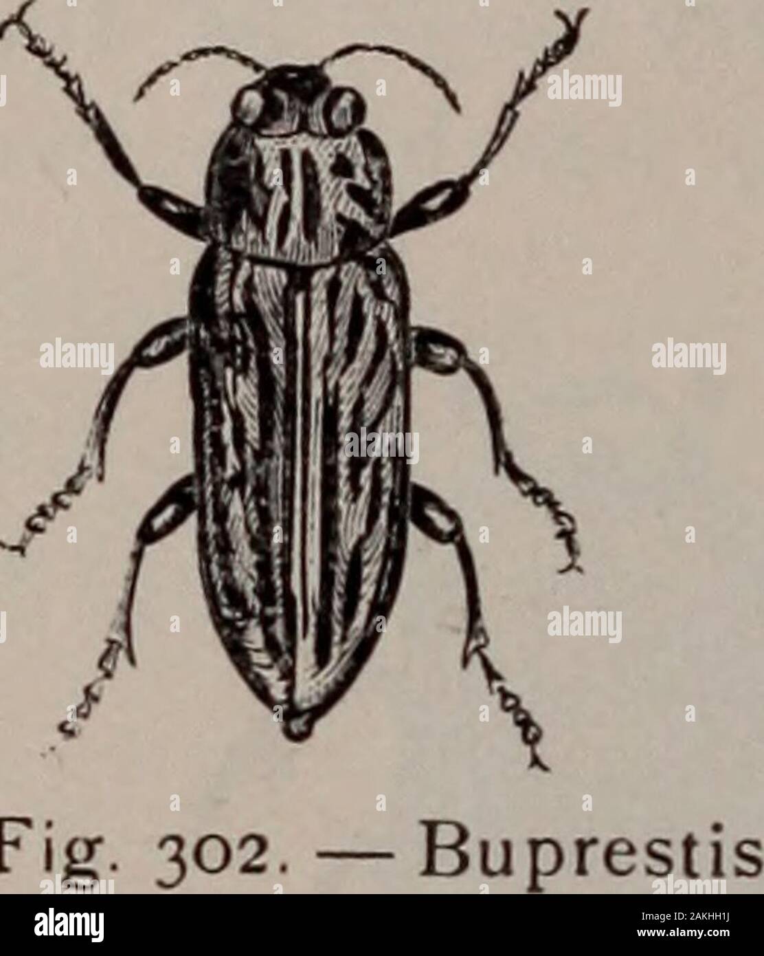 Wool beetle hi-res stock photography and images - Alamy