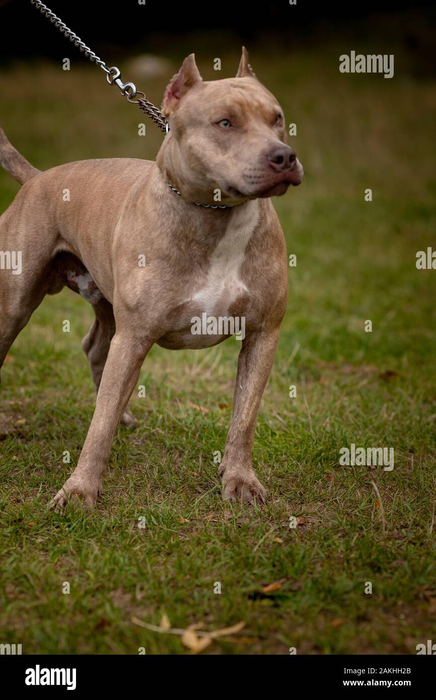 Strong and beautiful American staffordshire terrier male portrait ...