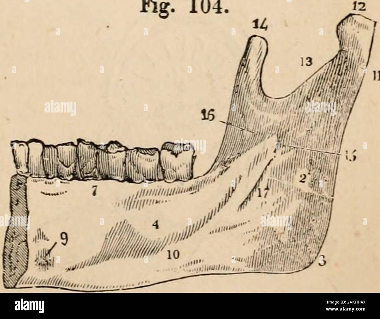 Outlines of comparative physiology touching the structure and ...