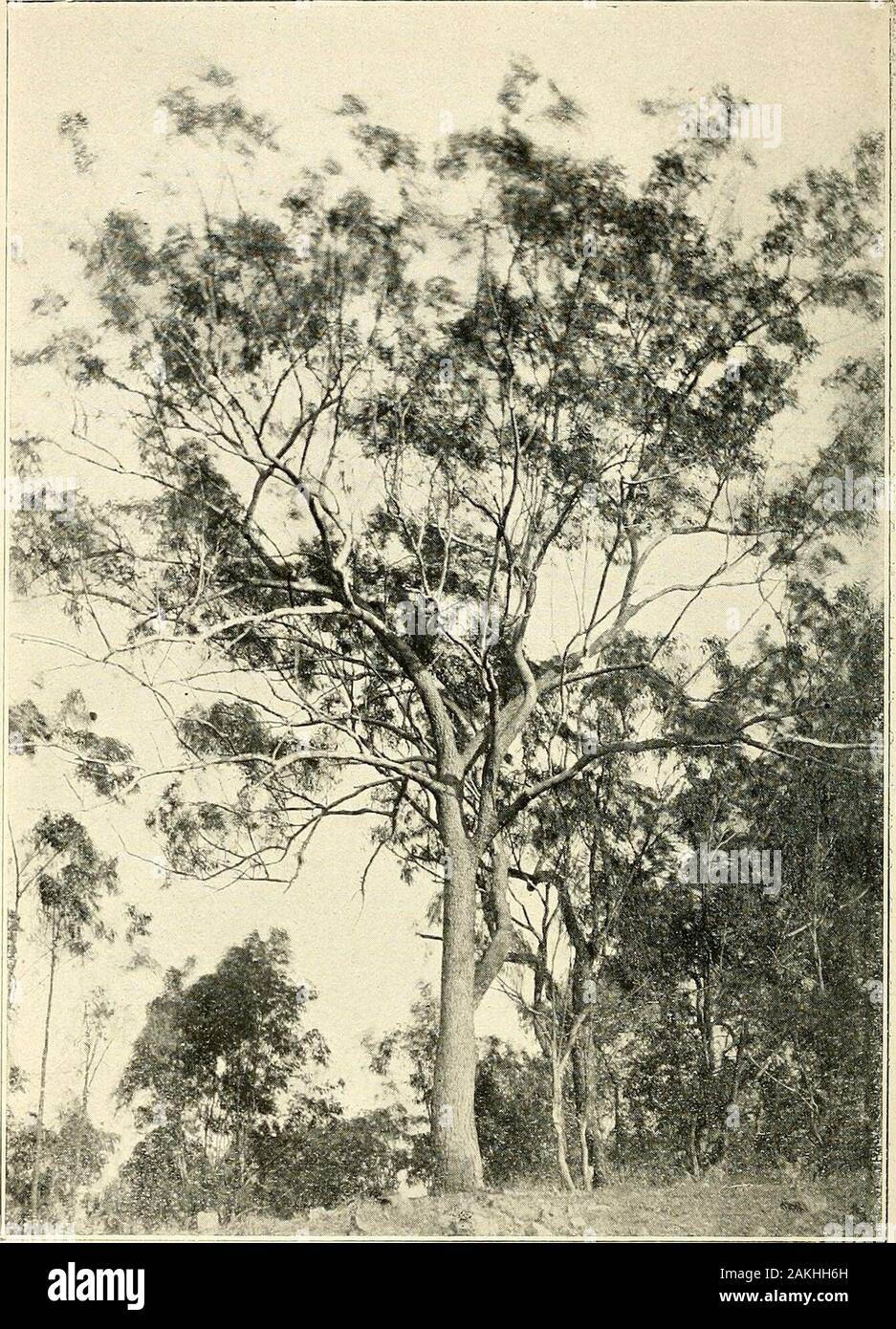 Comprehensive catalogue of Queensland plants, both indigenous and ...