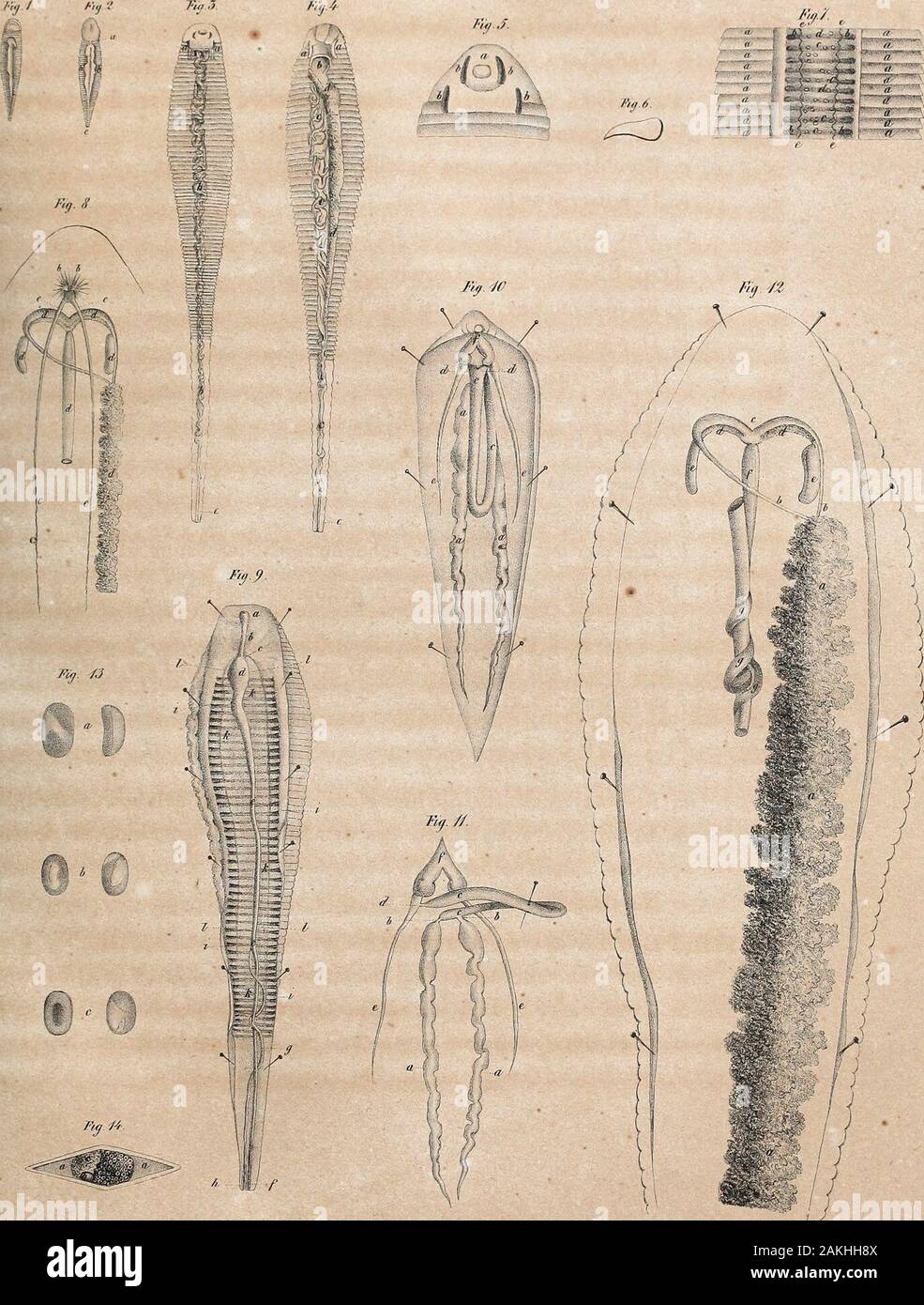 Der eierstock hi-res stock photography and images - Alamy