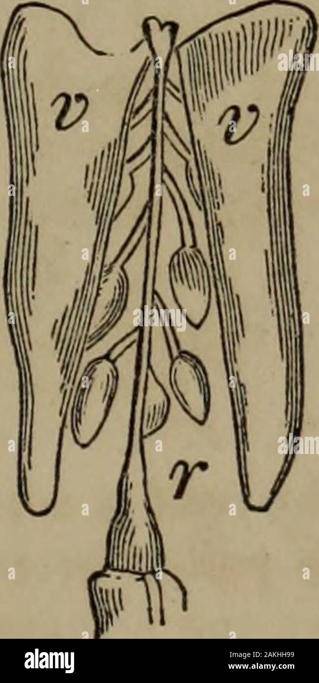 Botany of the Southern states . +...? Silique.r, replum ; aa, valves ...