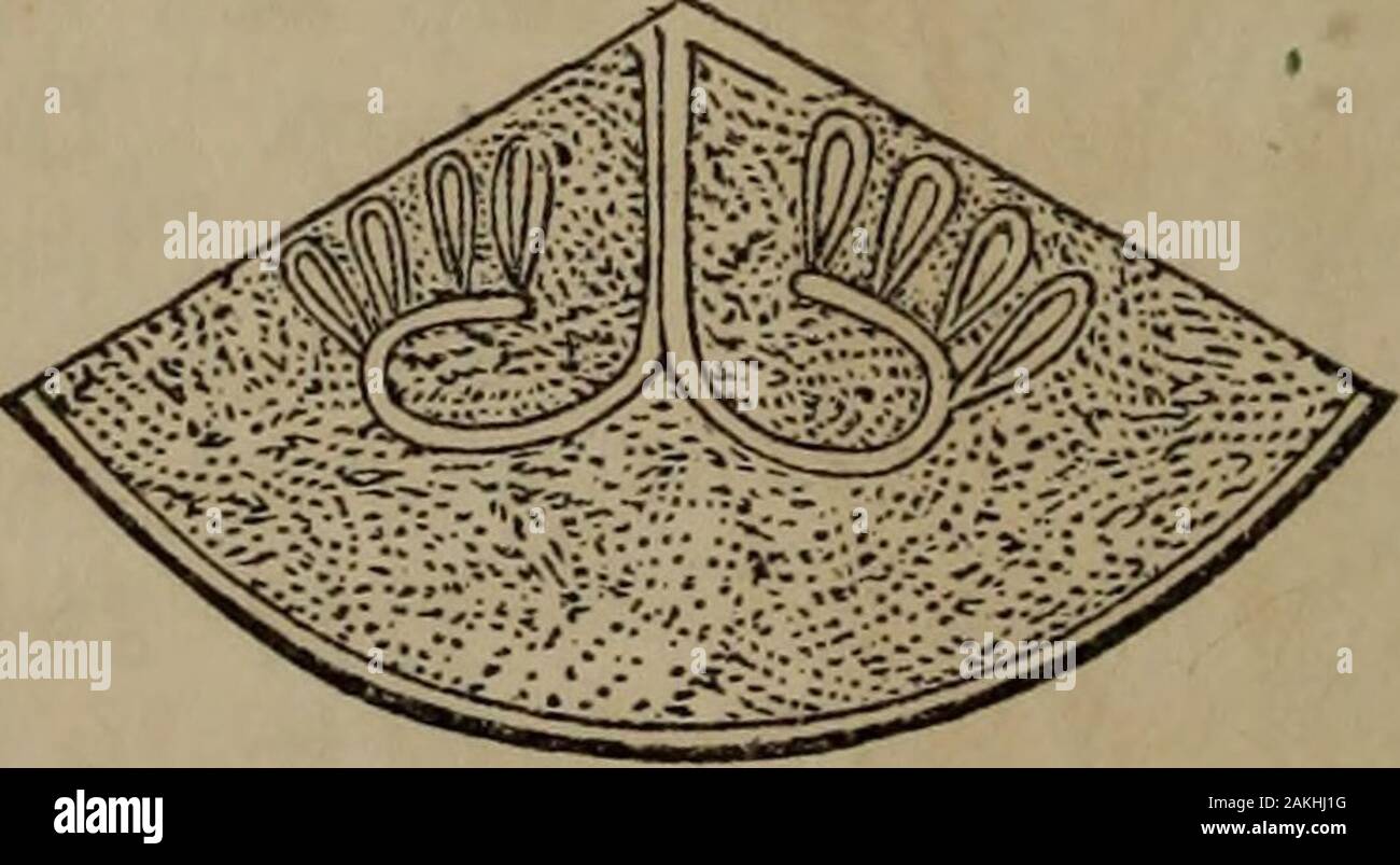 Botany of the Southern states . A section of the Pepo. Pomegranate ...